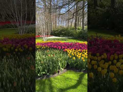 π³π±Best place to see tulips is in the Netherlands #shorts #amsterdam #tulipgarden