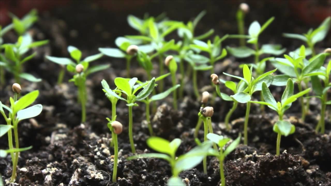 Celebrating the Centenary of the RHS Chelsea Flower Show