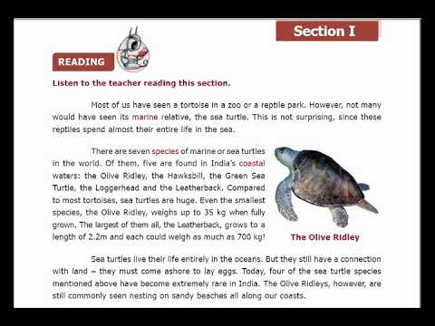 Sea Turtles prose in tamil