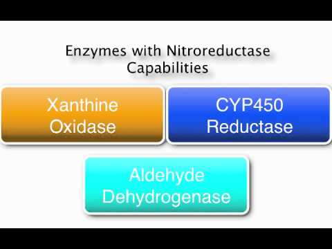 Analysis of the Toxicity of m-Dinitrobenzene