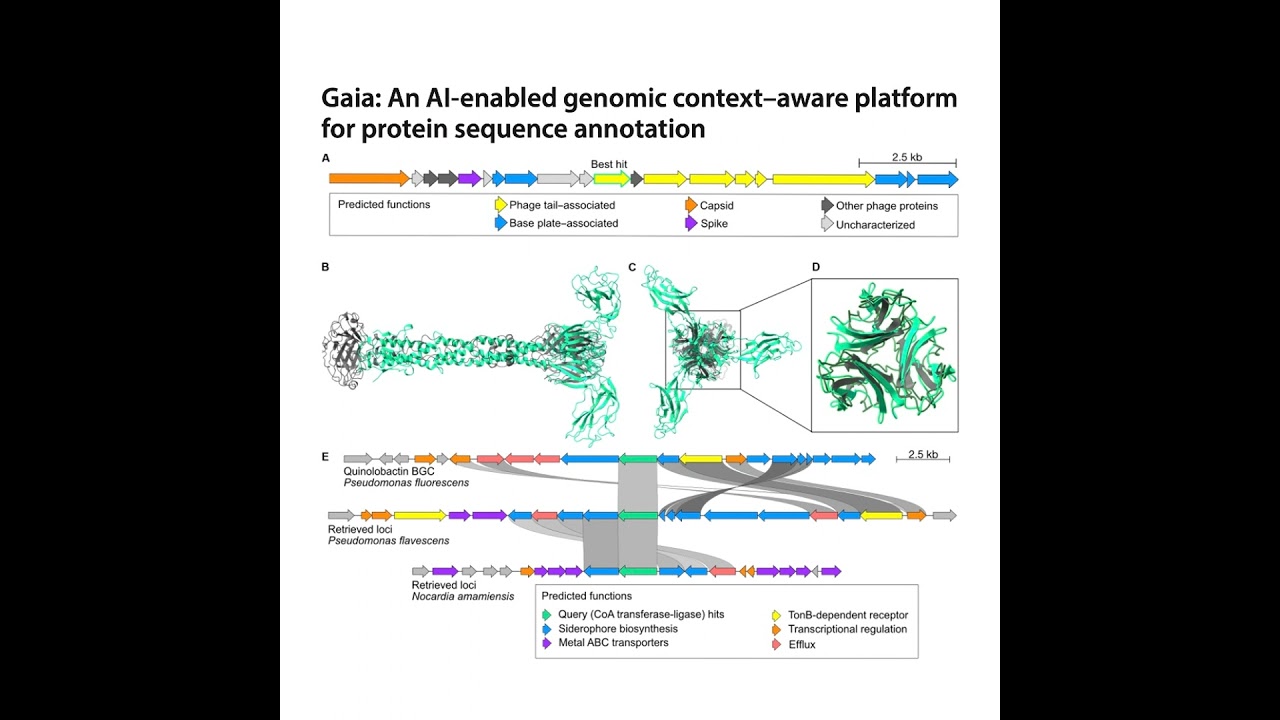 518-Gaia: Context-Aware AI for Protein Sequence Annotation