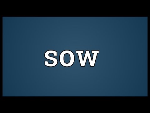 Sow Meaning
