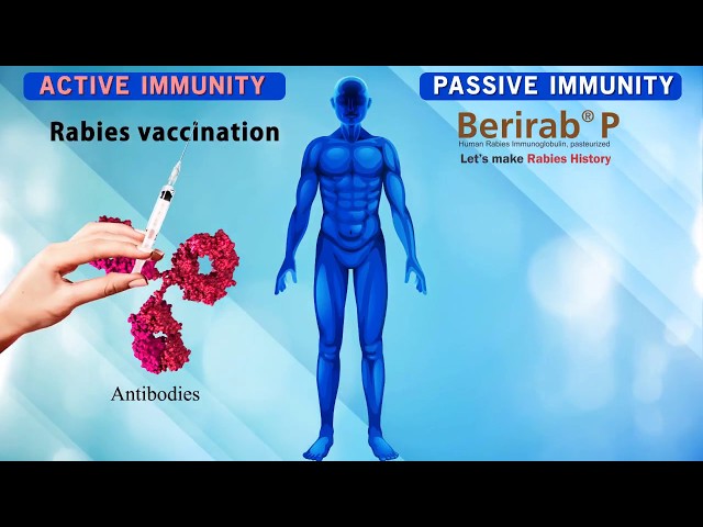 Human Normal Immunoglobulin - Berirab P - Human Rabies Immunoglobulin ...