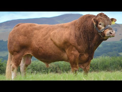 Limousin Cattle – Swartz Farms