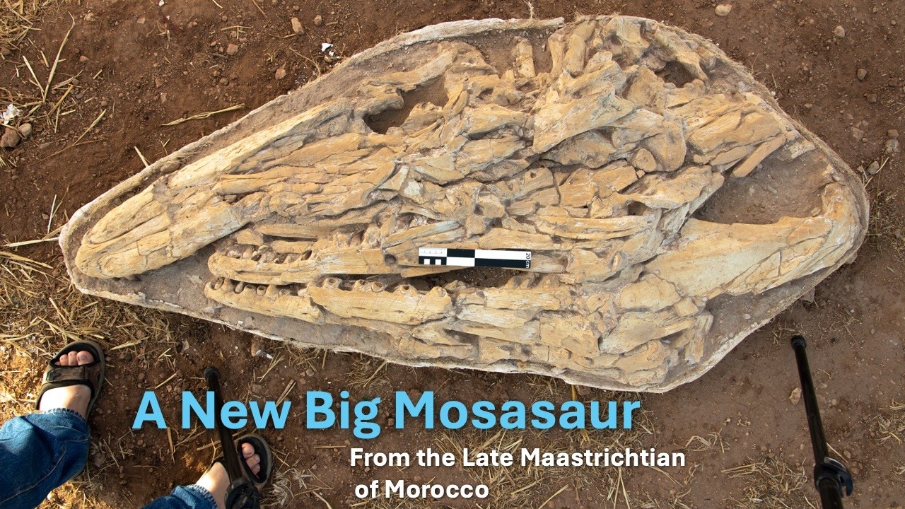 A New Giant Mosasaur From Morocco