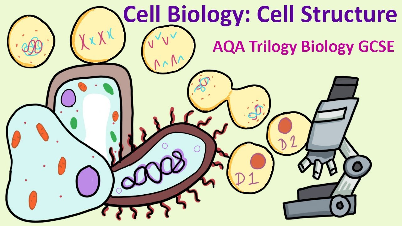GCSE Science Biology AQA 9-1 : Cell Biology: Cell Structure