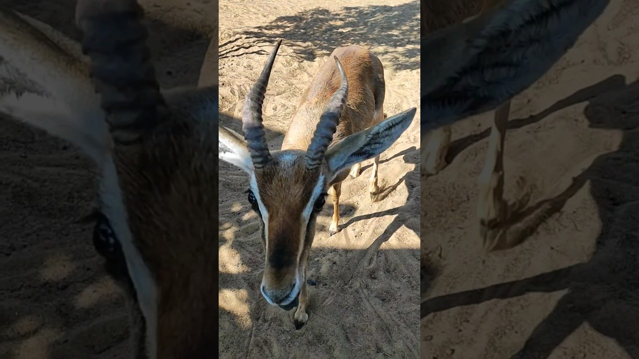 Arabian Gazelle | posing for video | funny #gazelle #antelopes #deer #funnyvideos #arabianwildlife