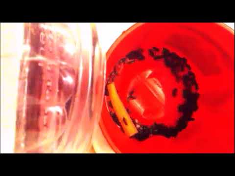 Mealworm Beetles Red Bucket Timelapses 2017 2019 #24,801 135