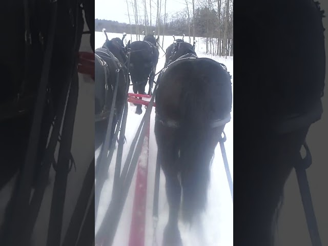 Gentle Giants Draft Power Workshops | Livestock | Peterborough | Kijiji