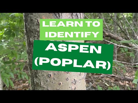 Learn to Identify Aspen (Poplar)