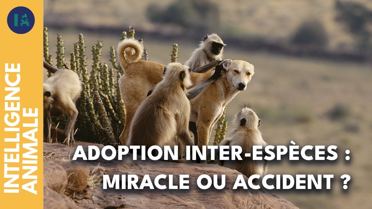 Documentaire | Les animaux sont-ils capables d’altruisme