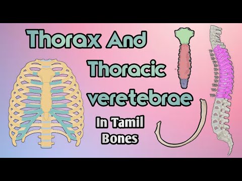 Thorax and Thoracic vertebrae in tamil || Human Anatomy || MT Easy Learning