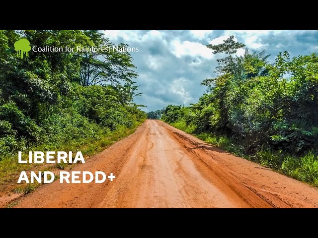Deforestation in Liberia: Cause of Forest Cover Reduction