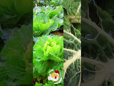 Do You Know Exploring the Health Benefits of Collard Greens Vitamins, Minerals, and Healthy Living