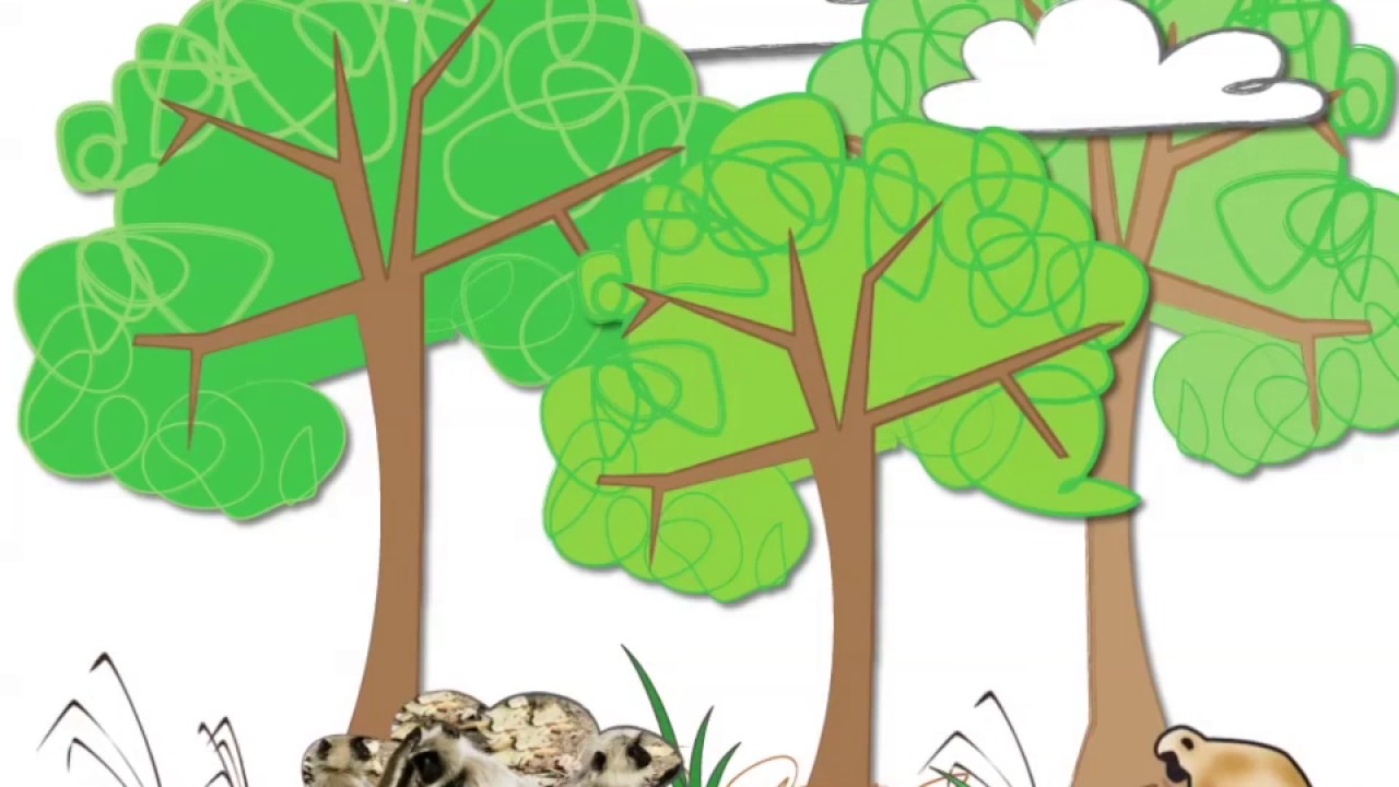 What is Kin Selection? - Understanding Evolution