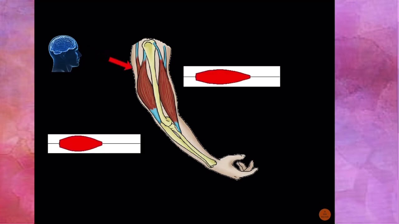 Unit 3 Lesson 5 The Muscular System