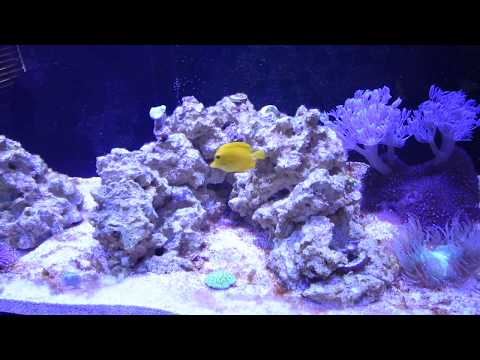 SCA 150g Reef Tank Progression: Episode 3