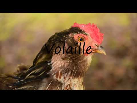 How to Pronounce Volaille?