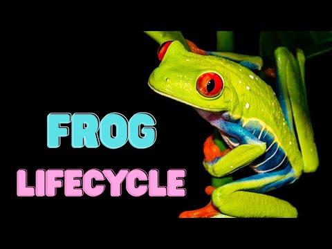 Frog Life Cycle Explained | From Egg to Adult Frog (Complete Metamorphosis) 🐸🐸🐸🐸