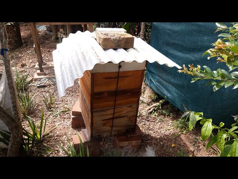 December 2022 Hive Inspection...Southern African bees (Apis mellifera scutellata)