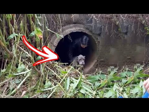 He Was Barely Breathing When Rescuers Found Him Hidden and Afraid