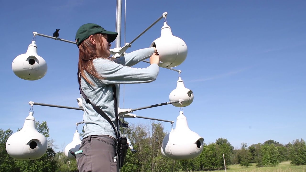 Tracking Bird Migration using New Technologies