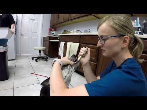 Oral Liquid Medication for your Dog at Home