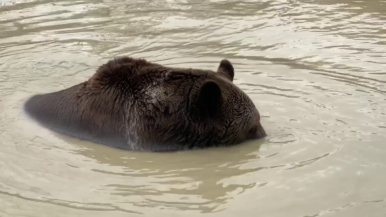 Leo, playing in the pond