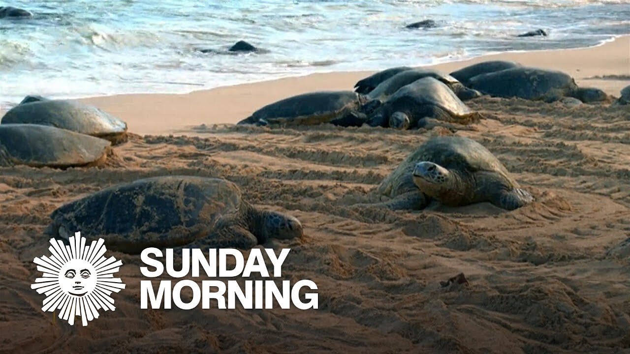 Nature: Turtles in Hawaii