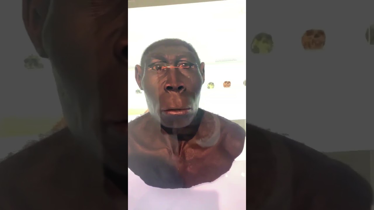 From Ape to Modern Human: The Incredible Evolution