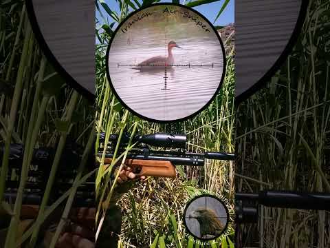 Duck (Teal) Hunting by PCP Air Rifle