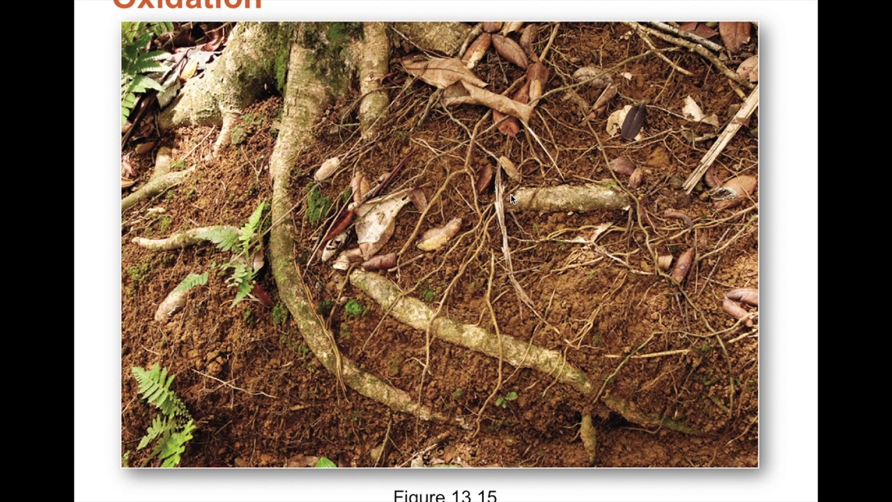 Chapter 13 Guided Powerpoint