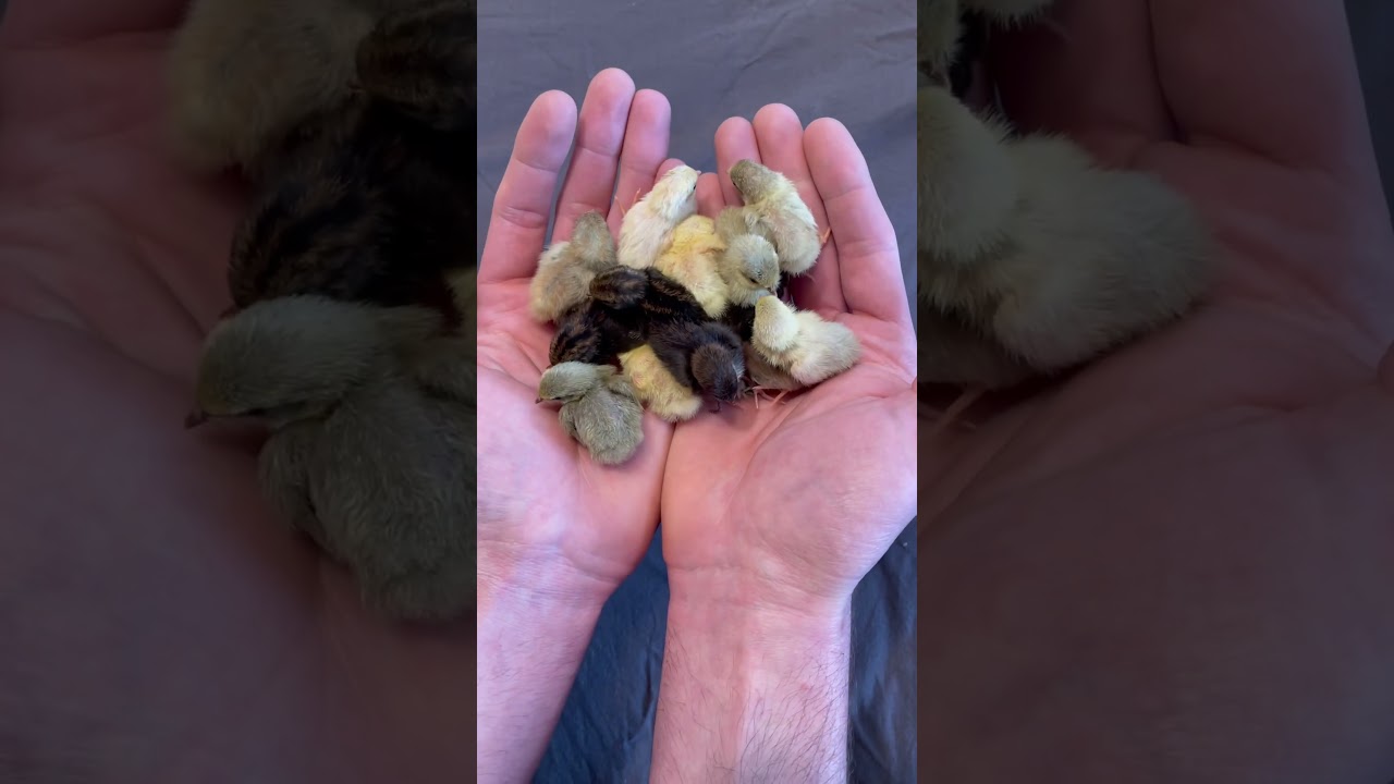 These little fluffballs just hatched 😁😍 #babyanimals #bird #birb #cuteanimals #cute #quail #farm