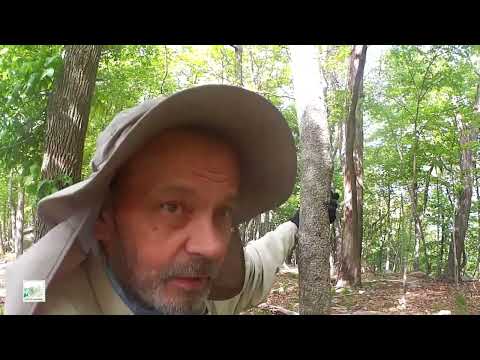 Walks With Donor - #0090 - Supplying the Eastern Continental Divide