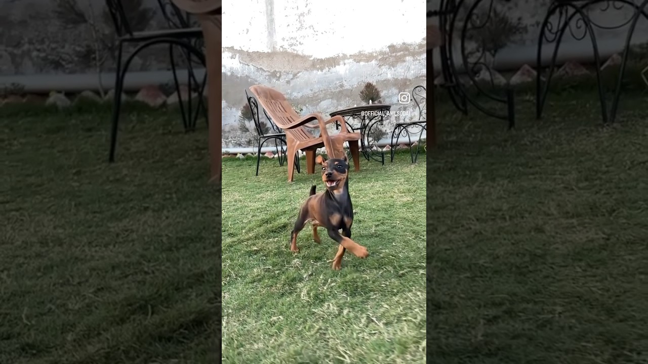 Min Pin - Small version of Doberman pincher 🥰😍 #love