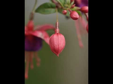 Simple No-edit technique for floral photography!
