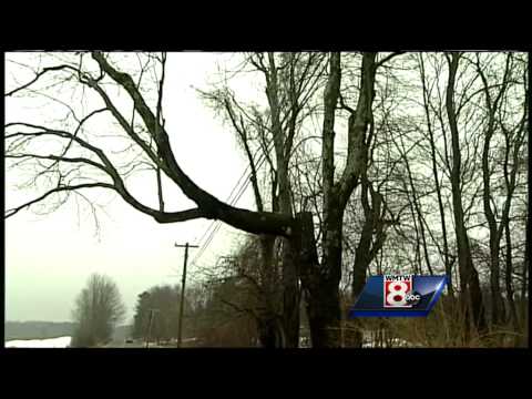 CMP institutes tree trimming program to avoid outages