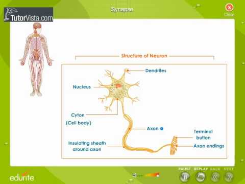 Synapse
