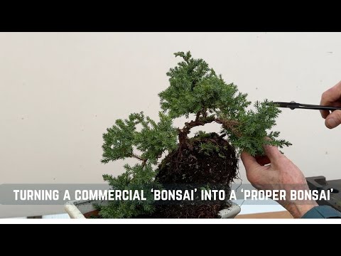 Turning a Commercial "Bonsai" into a "Proper Bonsai"