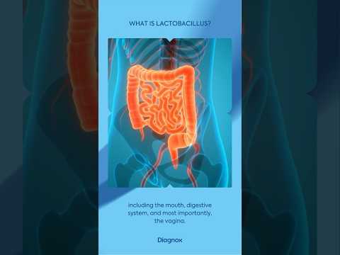 What is Lactobacillus? #lactobacillus #uti #urinaryhealth