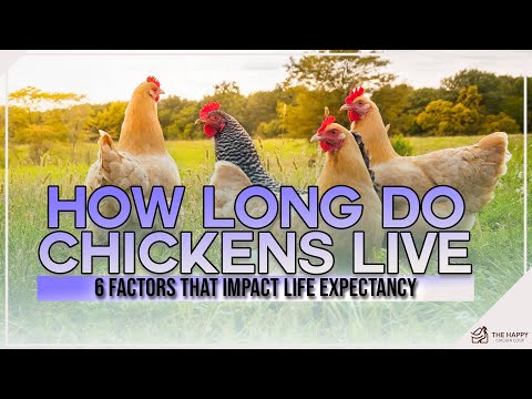 How Long Do Chickens Live: 6 Factors That Impact Life Expectancy