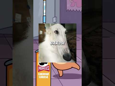 Origin of Borzoi Dog Meme #memes
