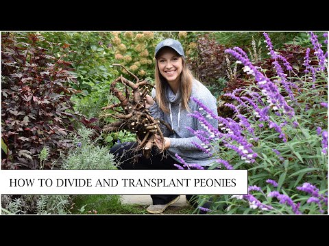 How to Divide and Transplant Peonies // Northlawn Flower Farm