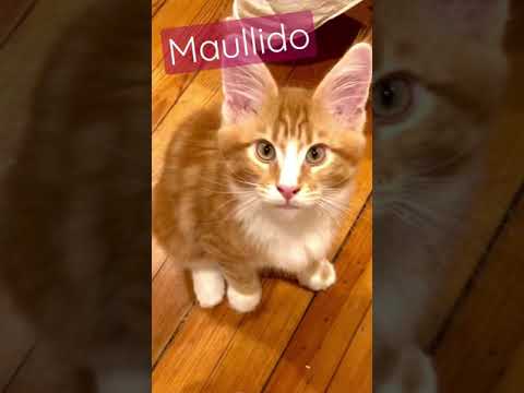 What is a meow in Spanish? Featuring a Maine coon kitten! #shorts