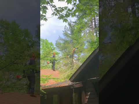 Tree Removal Time
