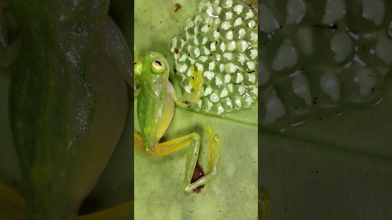 A Frog You Can SEE THROUGH 🐸🔍  #animalfacts #foryou #trendingshorts #shorts #frog #wildanimals