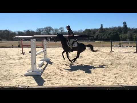 Lily Sales Video