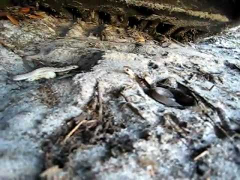 baby black racers