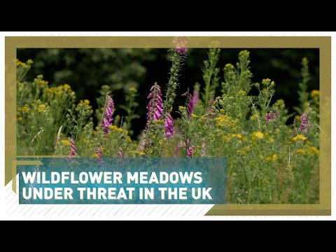 Wildflower meadows under threat in the UK