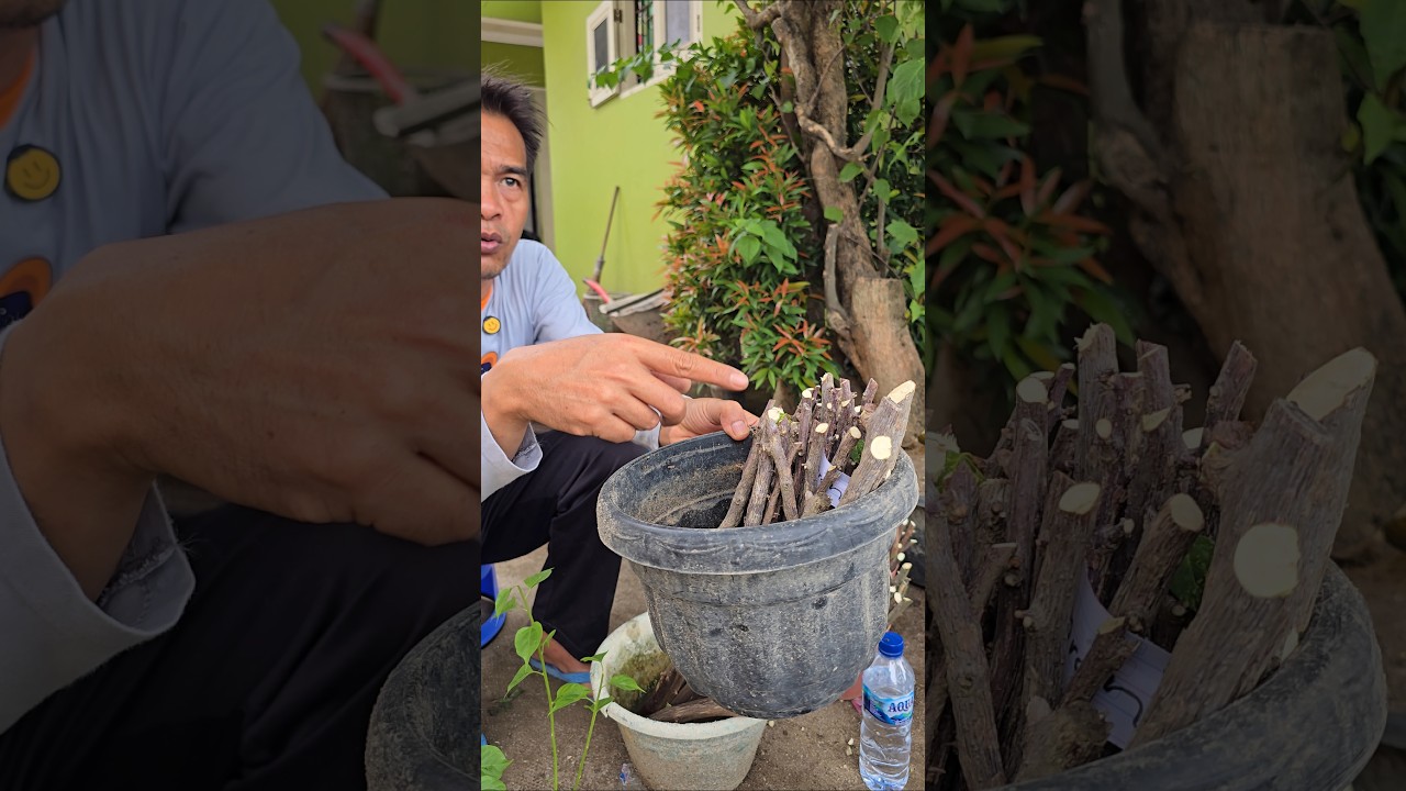 part 5 jual bibit bunga bougenville import murah #bougenville #berkebun #bungakertas #tanamanhias